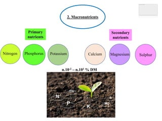 Classification and role of plant nutrients - Roxana Madjar | PDF