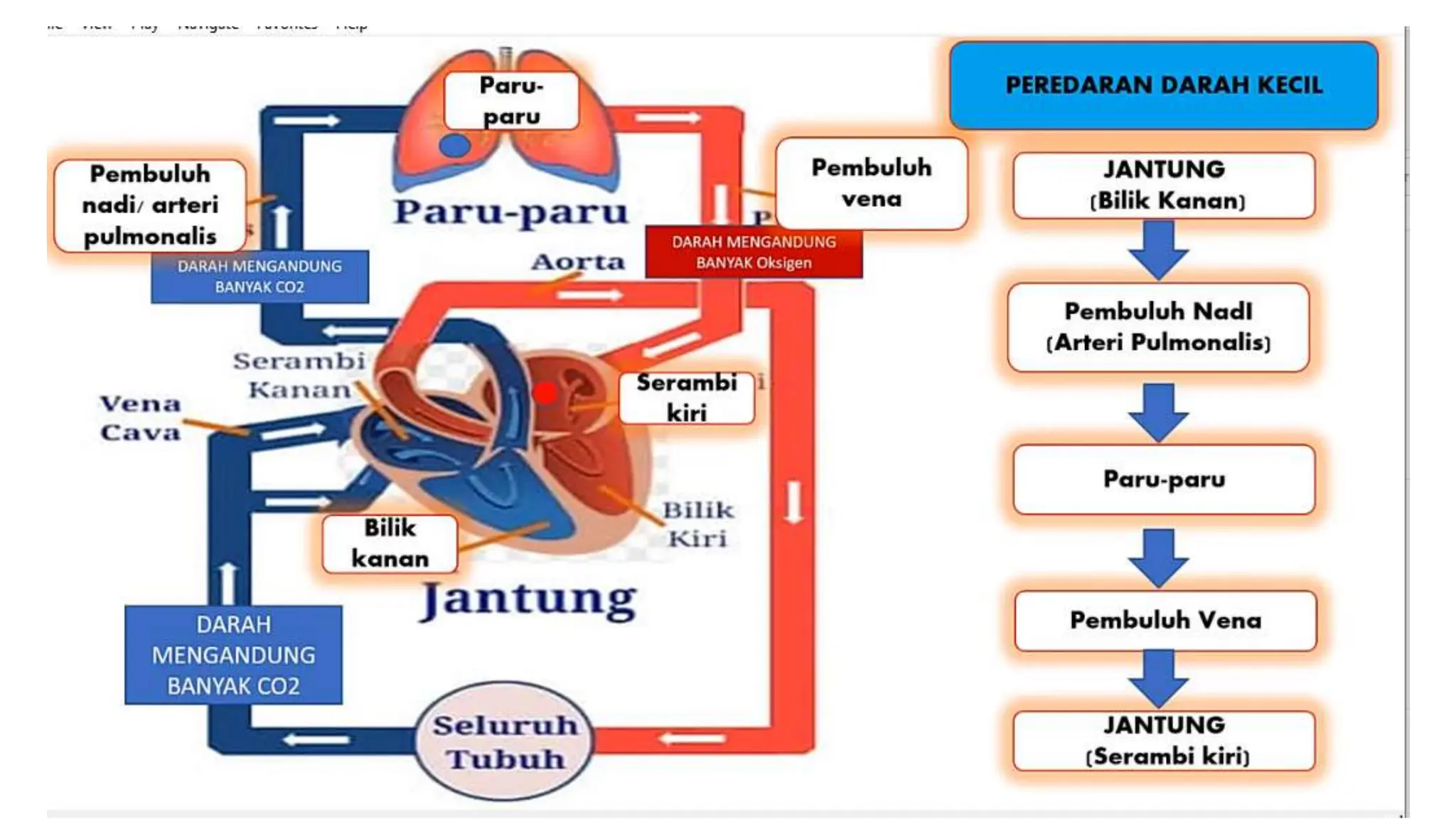 SISTEM PEREDARAN DARAH KELAS 8 KURIKULUM MERDEKA.pptx