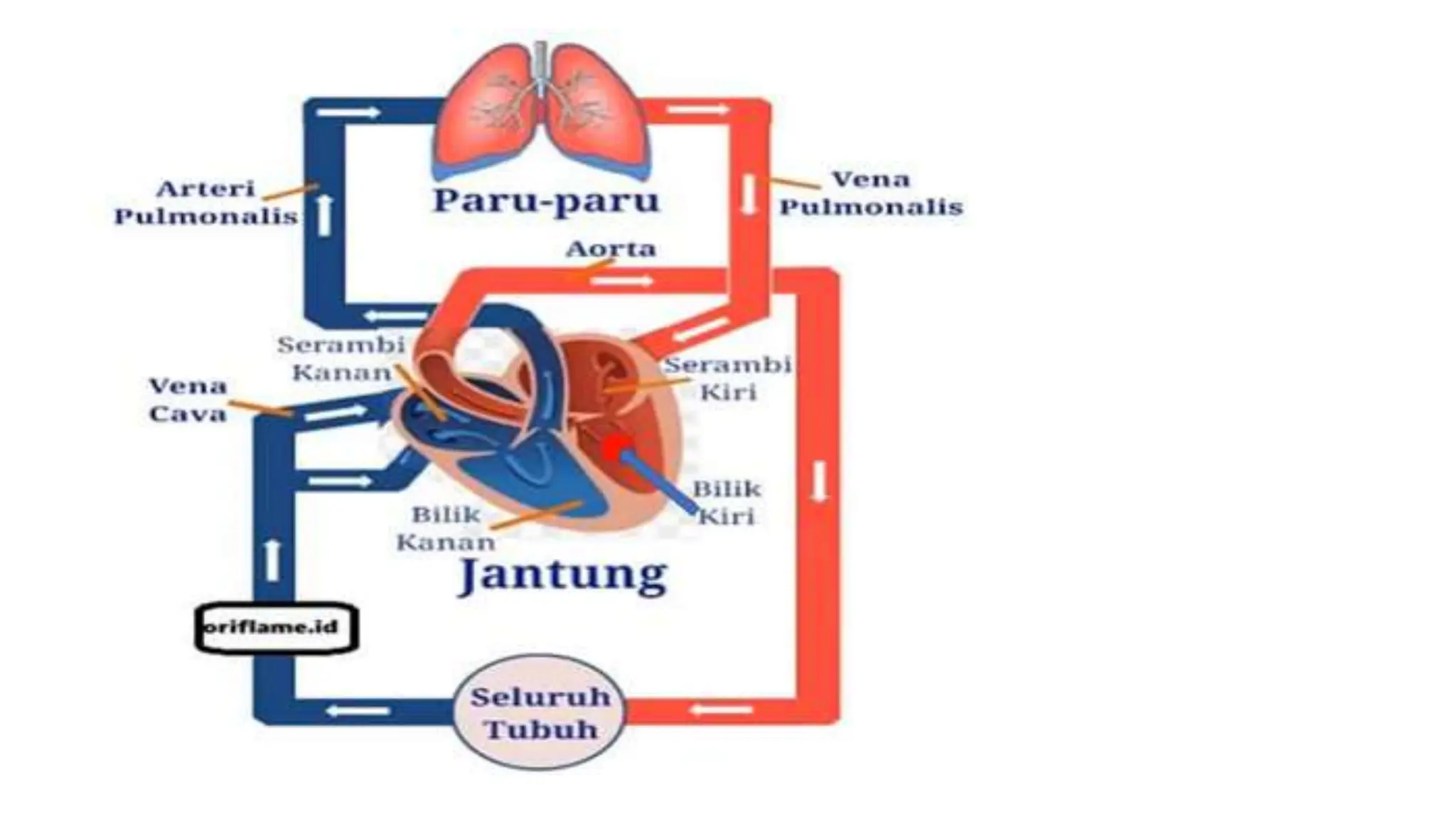 SISTEM PEREDARAN DARAH KELAS 8 KURIKULUM MERDEKA.pptx