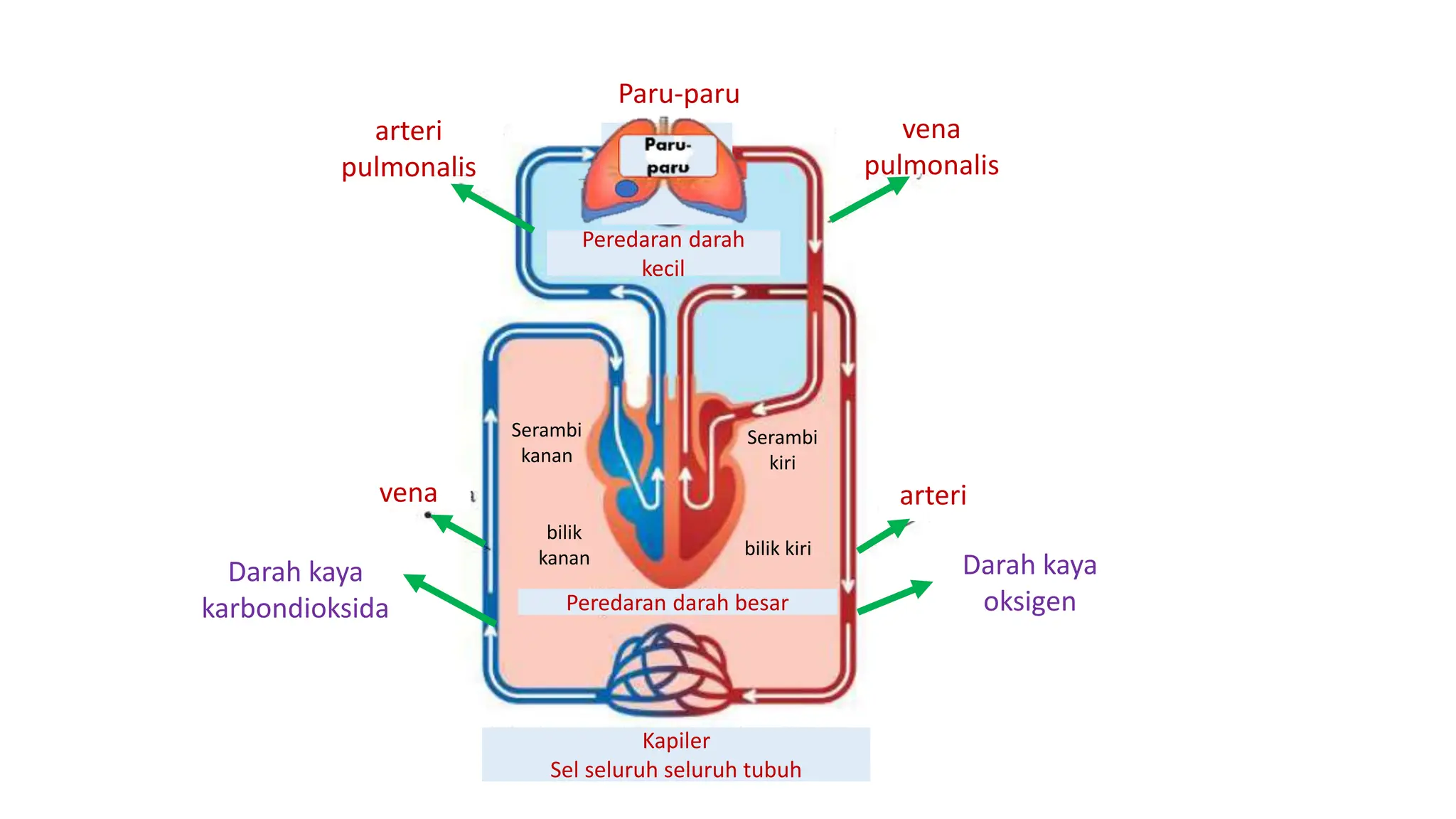 SISTEM PEREDARAN DARAH KELAS 8 KURIKULUM MERDEKA.pptx
