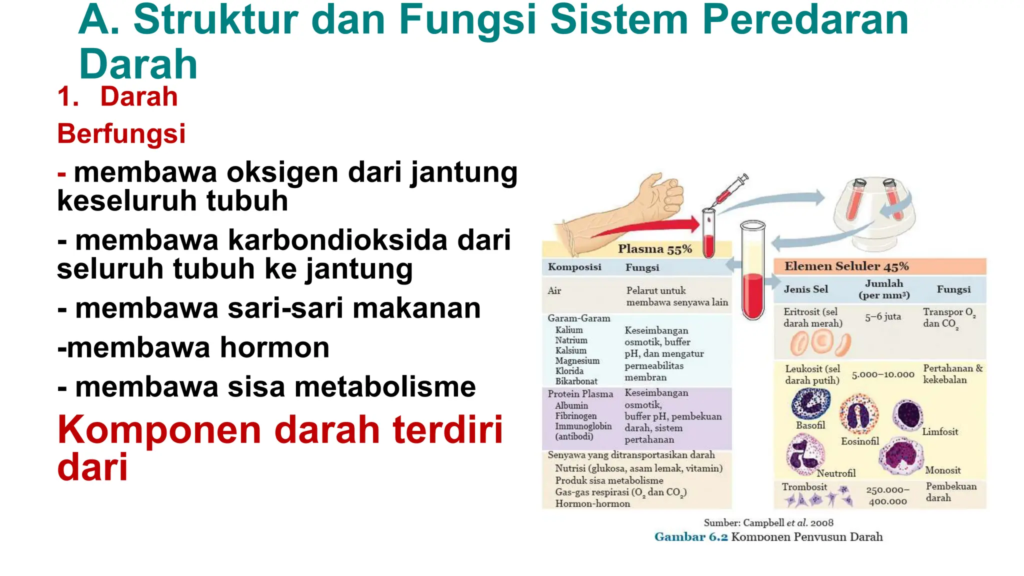 SISTEM PEREDARAN DARAH KELAS 8 KURIKULUM MERDEKA.pptx