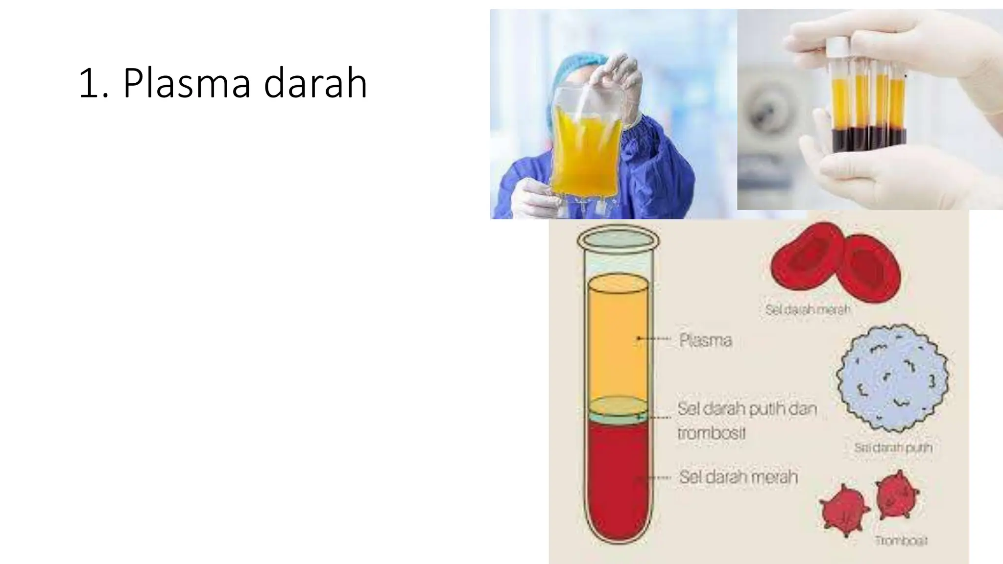 SISTEM PEREDARAN DARAH KELAS 8 KURIKULUM MERDEKA.pptx