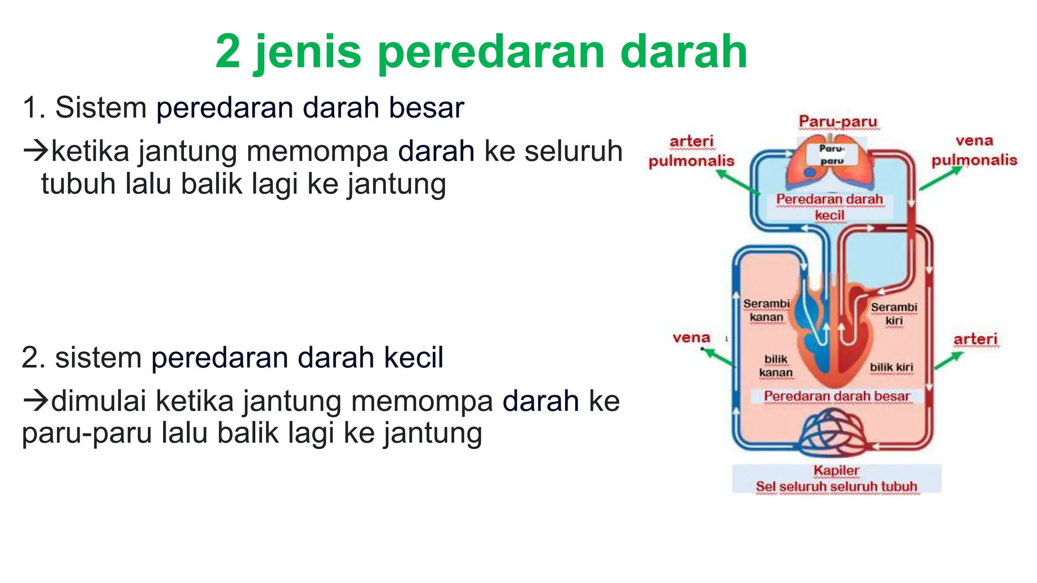 SISTEM PEREDARAN DARAH KELAS 8 KURIKULUM MERDEKA.pptx