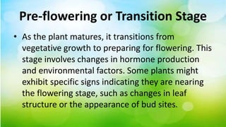 2.1 Understanding growth stages from seedling to maturity.pptx ...