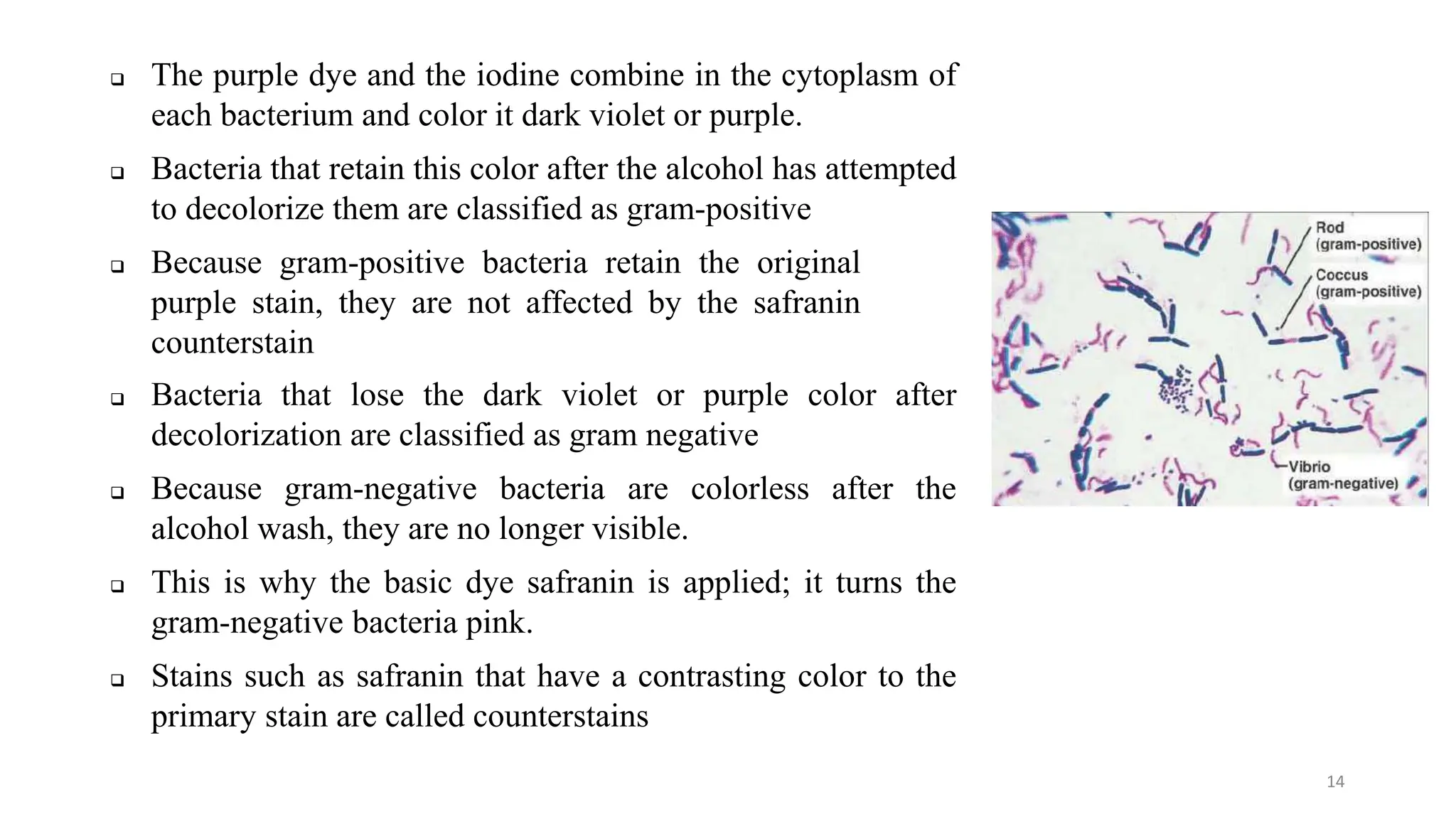 Identification of bacteria using staining techniques | PPTX
