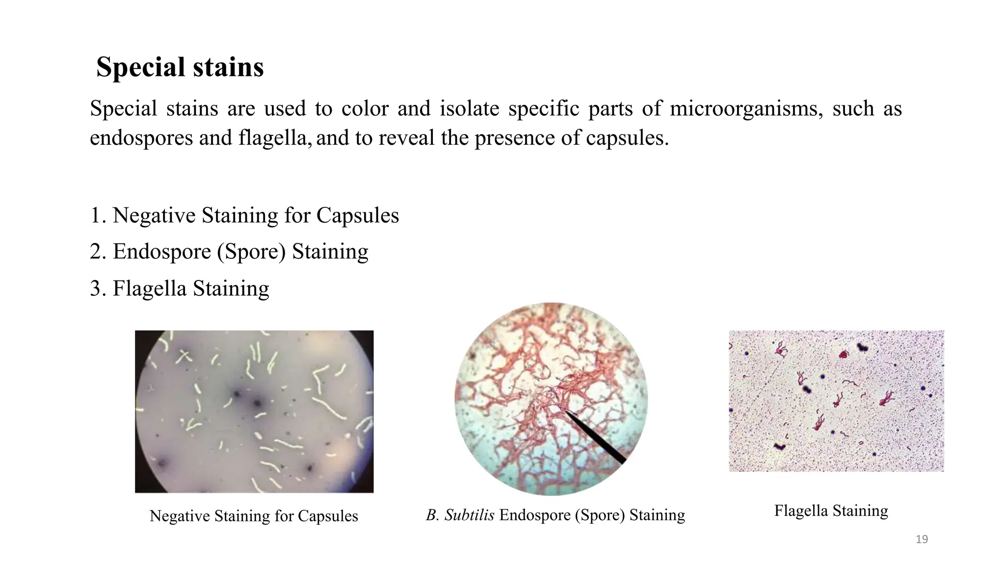 Identification of bacteria using staining techniques | PPTX | Chemistry | Science