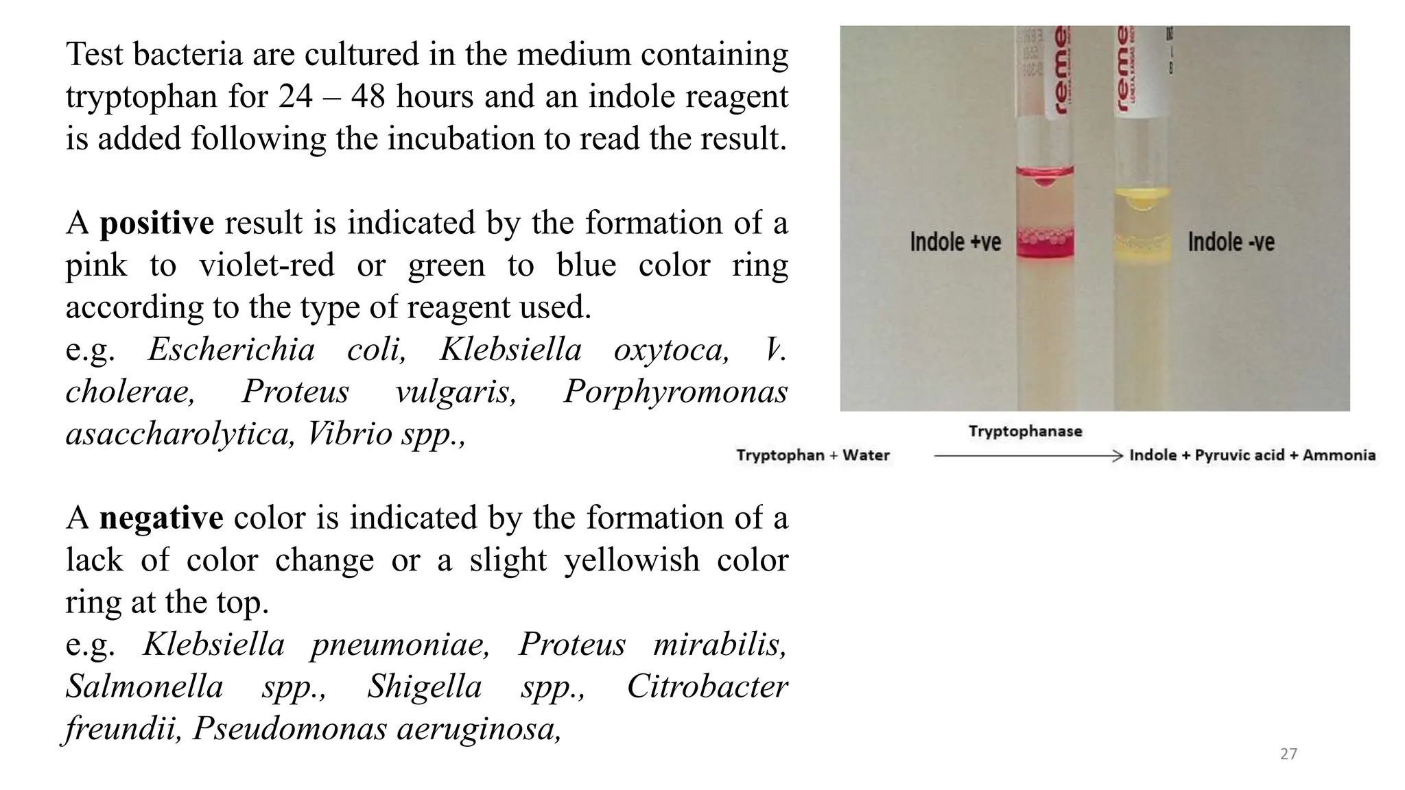 Identification of bacteria using staining techniques | PPTX | Chemistry ...