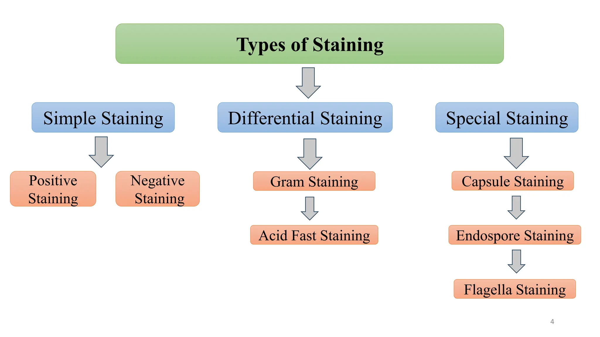 Identification of bacteria using staining techniques | PPTX | Chemistry ...