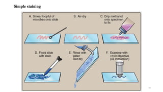 Identification of bacteria using staining techniques | PPTX | Chemistry ...