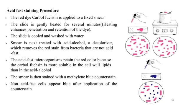 Identification of bacteria using staining techniques | PPTX