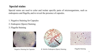 Identification of bacteria using staining techniques | PPTX | Chemistry ...