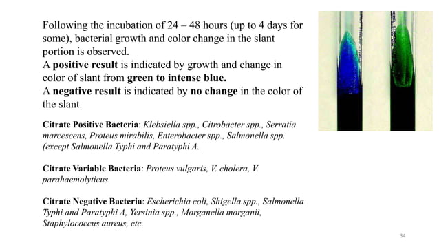 Identification of bacteria using staining techniques | PPTX