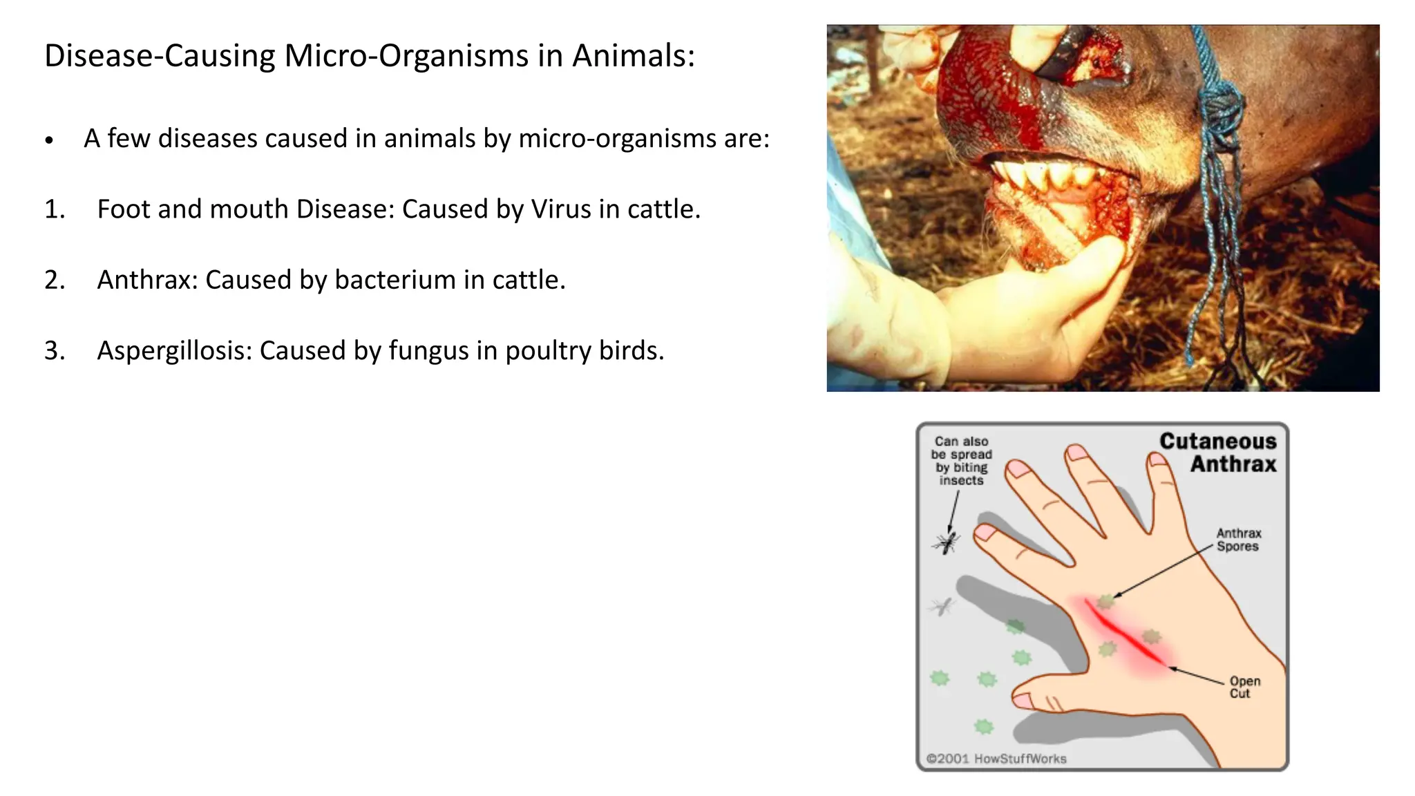 Microorganisms | Class-8 | CBSe | Science | PDF