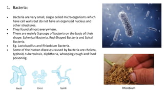 Microorganisms | Class-8 | CBSe | Science | PDF