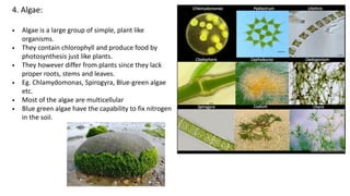 Microorganisms | Class-8 | CBSe | Science | PDF