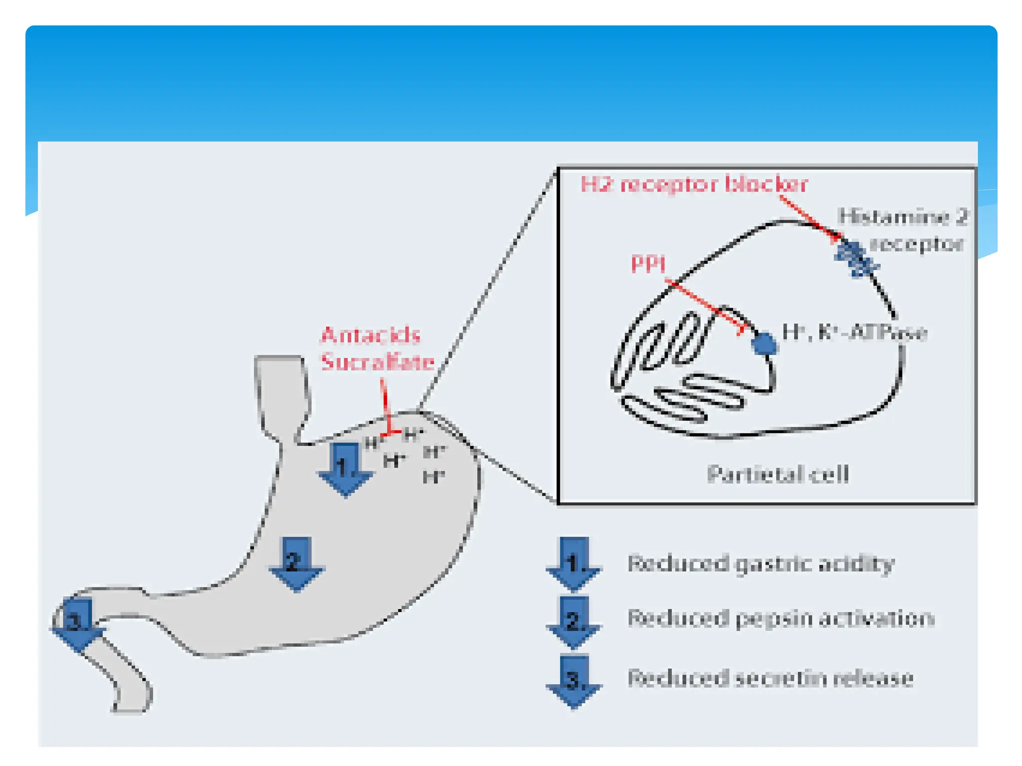 2.PROTON PUMP INHIBITOR. UNIT 01 # PMC-1# SEM 5TH | PPT
