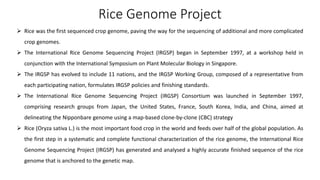 Arabidopsis genome sequencing and rice gemome sequnsing projects | PPT