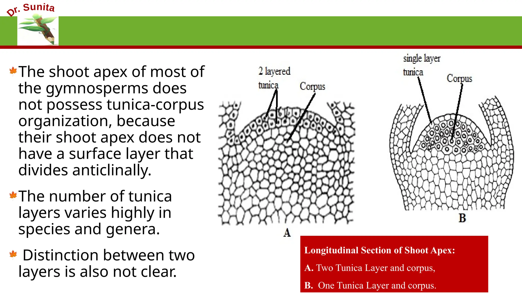 2. Shoot Apical Meristem and theories of shoot apical meristem | PPTX
