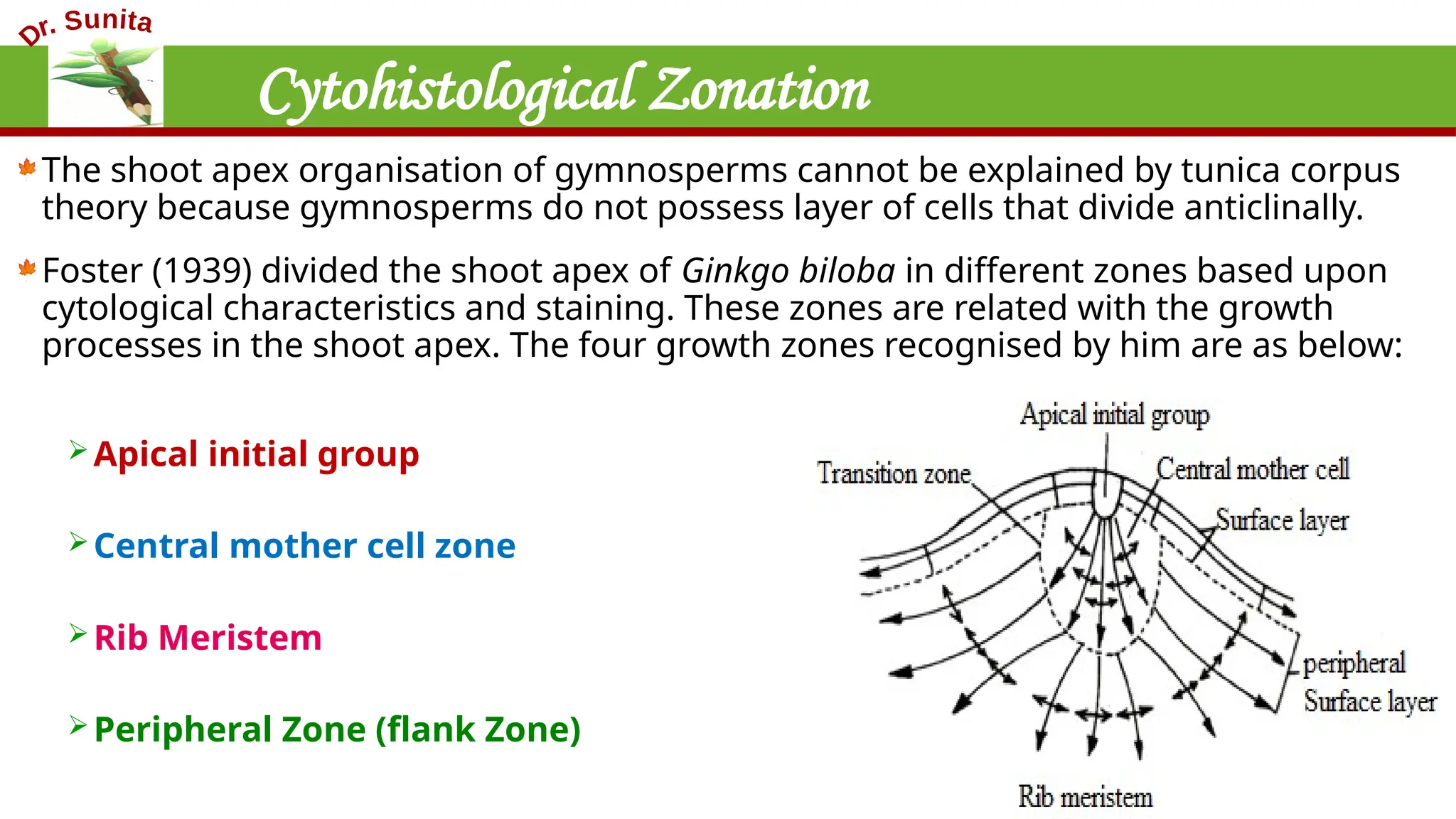 2. Shoot Apical Meristem and theories of shoot apical meristem | PPTX