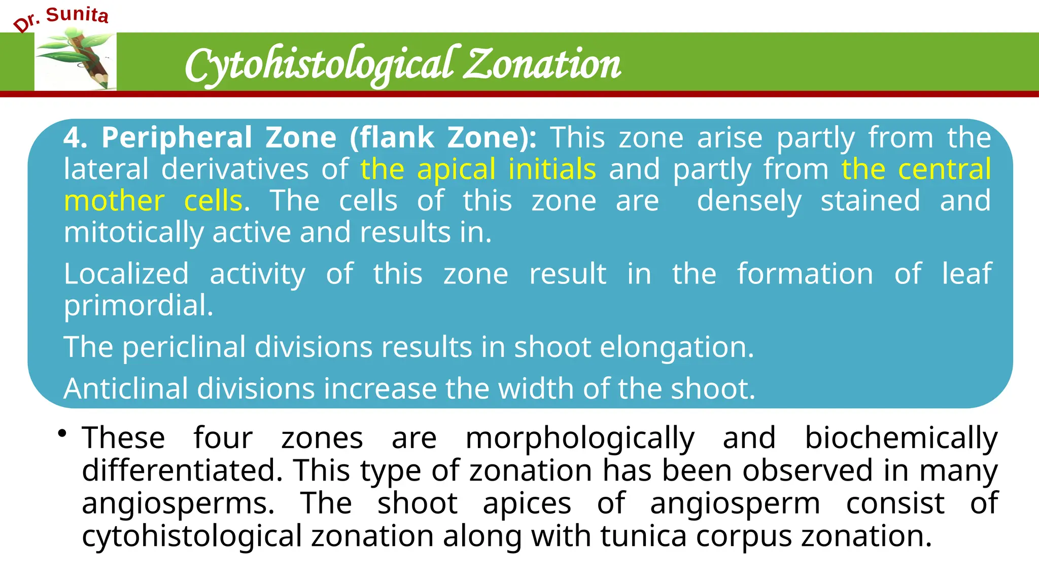 2. Shoot Apical Meristem and theories of shoot apical meristem | PPTX