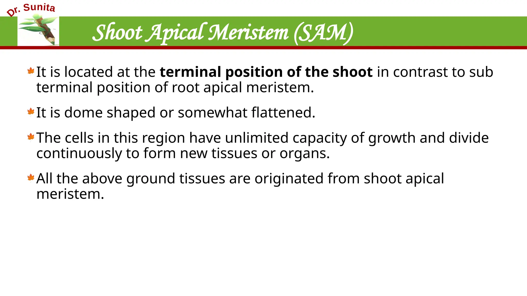 2. Shoot Apical Meristem and theories of shoot apical meristem | PPTX