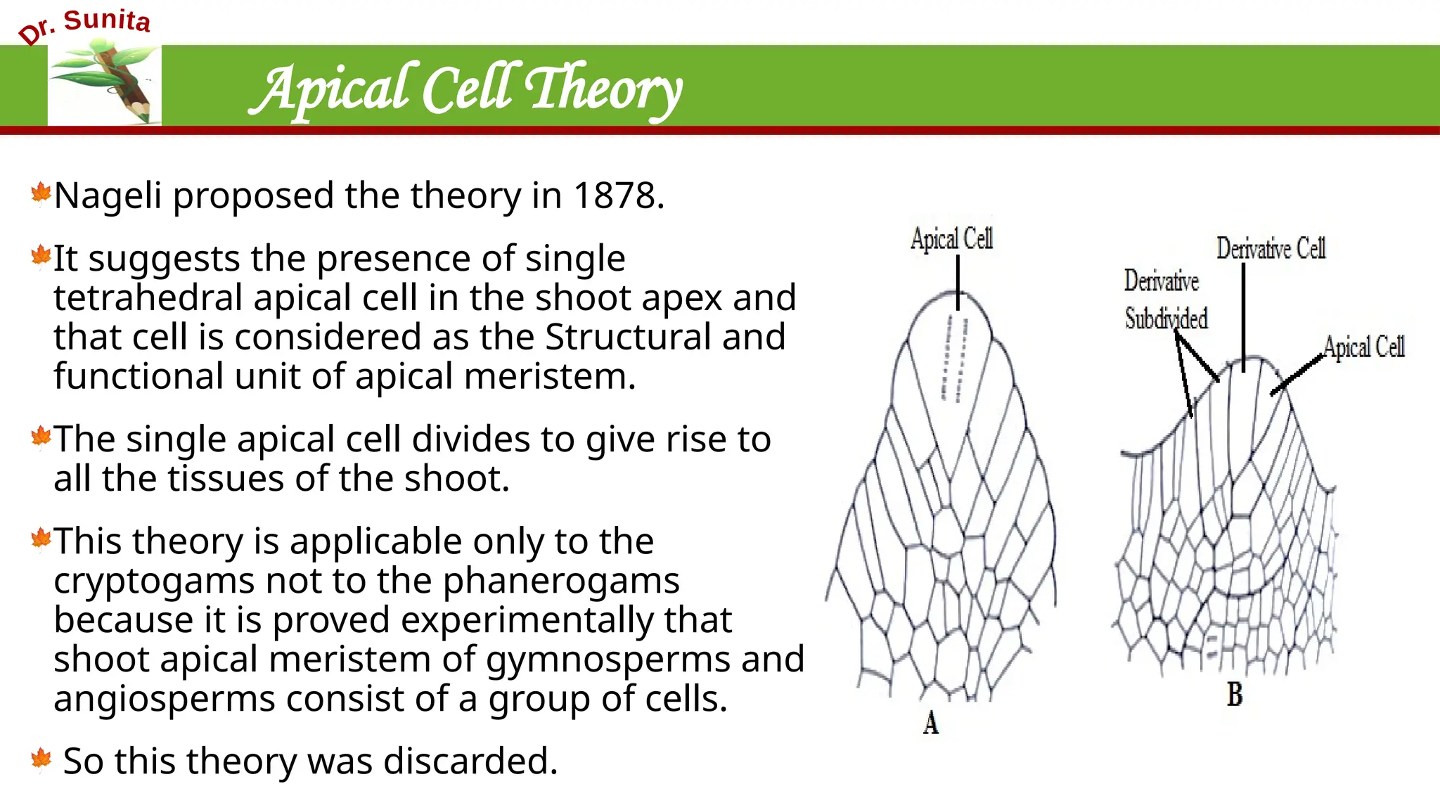 2. Shoot Apical Meristem and theories of shoot apical meristem | PPTX