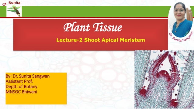 2. Shoot Apical Meristem and theories of shoot apical meristem | PPTX ...