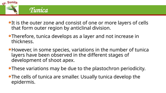 2. Shoot Apical Meristem and theories of shoot apical meristem | PPTX ...