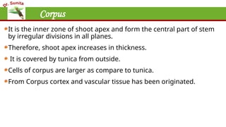 2. Shoot Apical Meristem and theories of shoot apical meristem | PPTX