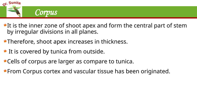 2. Shoot Apical Meristem and theories of shoot apical meristem | PPTX ...
