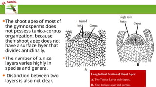 2. Shoot Apical Meristem and theories of shoot apical meristem | PPTX