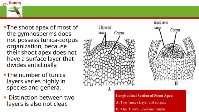 2. Shoot Apical Meristem and theories of shoot apical meristem | PPTX ...