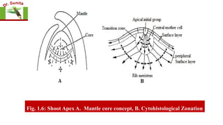 2. Shoot Apical Meristem and theories of shoot apical meristem | PPTX