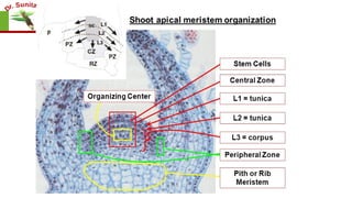 2. Shoot Apical Meristem and theories of shoot apical meristem | PPTX