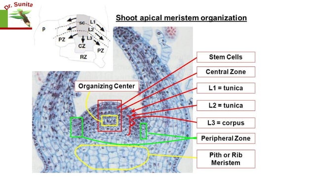 2. Shoot Apical Meristem and theories of shoot apical meristem | PPTX ...