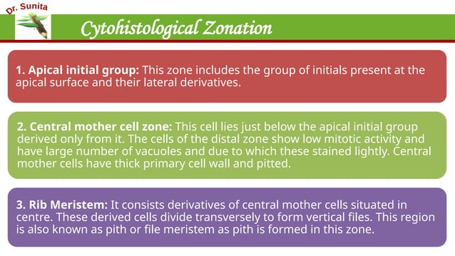 2. Shoot Apical Meristem and theories of shoot apical meristem | PPTX ...