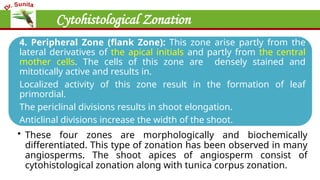 2. Shoot Apical Meristem and theories of shoot apical meristem | PPTX ...
