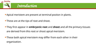 2. Shoot Apical Meristem and theories of shoot apical meristem | PPTX