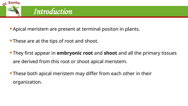 2. Shoot Apical Meristem and theories of shoot apical meristem | PPTX ...
