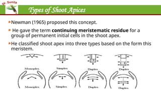2. Shoot Apical Meristem and theories of shoot apical meristem | PPTX