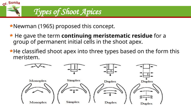 2. Shoot Apical Meristem and theories of shoot apical meristem | PPTX ...