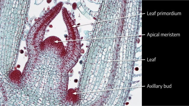 2. Shoot Apical Meristem and theories of shoot apical meristem | PPTX ...