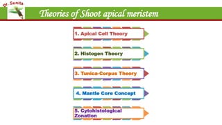 2. Shoot Apical Meristem and theories of shoot apical meristem | PPTX