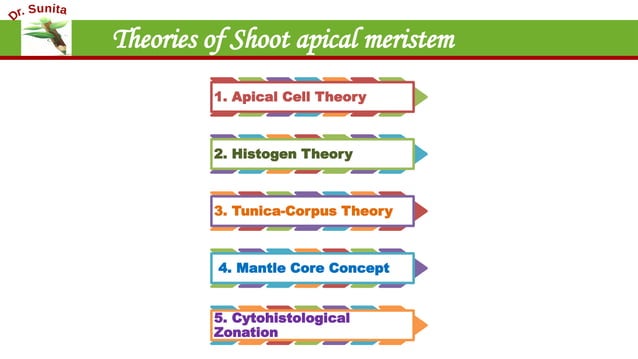 2. Shoot Apical Meristem and theories of shoot apical meristem | PPTX ...