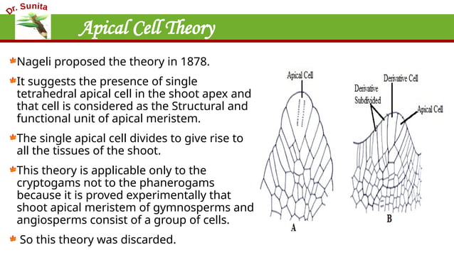 2. Shoot Apical Meristem and theories of shoot apical meristem | PPTX ...