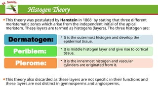 2. Shoot Apical Meristem and theories of shoot apical meristem | PPTX