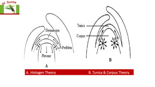 2. Shoot Apical Meristem and theories of shoot apical meristem | PPTX