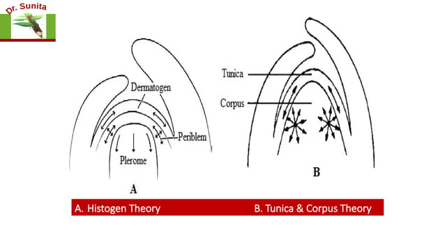 2. Shoot Apical Meristem and theories of shoot apical meristem | PPTX ...
