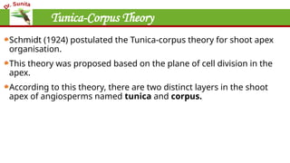 2. Shoot Apical Meristem and theories of shoot apical meristem | PPTX