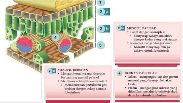 2.4 Organ Utama Fotosintesis (Biologi t5 | PPT